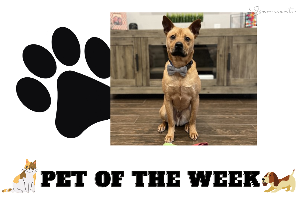 Pet of the Week: SCRAPPY | Houston Daily