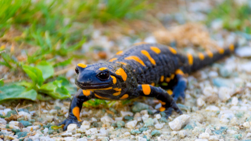 Decoding how salamanders walk | Current Science Daily