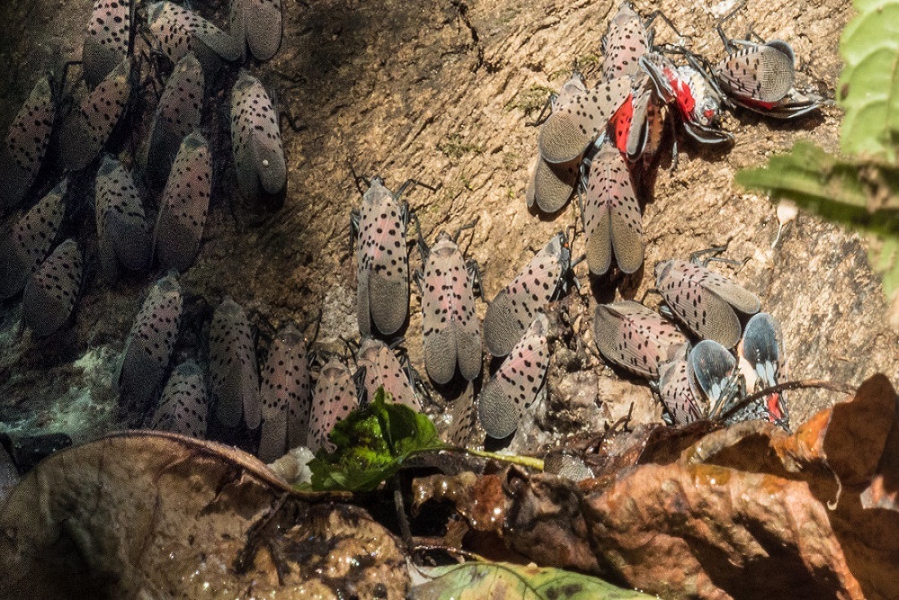 USDA Asks the Public to Look for Invasive Pests to Protect Plants in ...