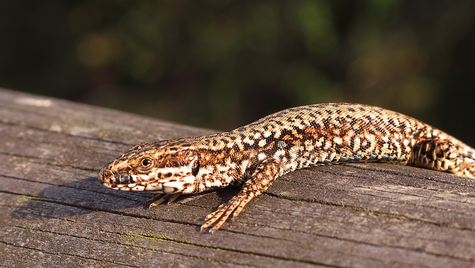 Genetic study shows human influence in northward spread of European ...