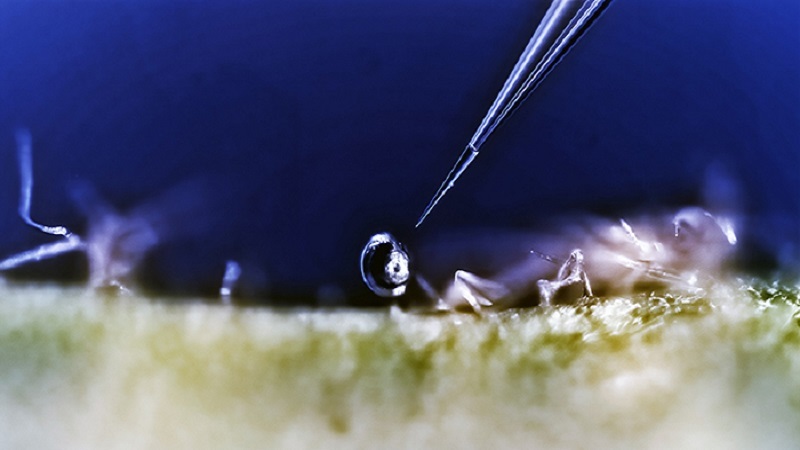 World’s smallest fruit picker controlled by artificial intelligence ...