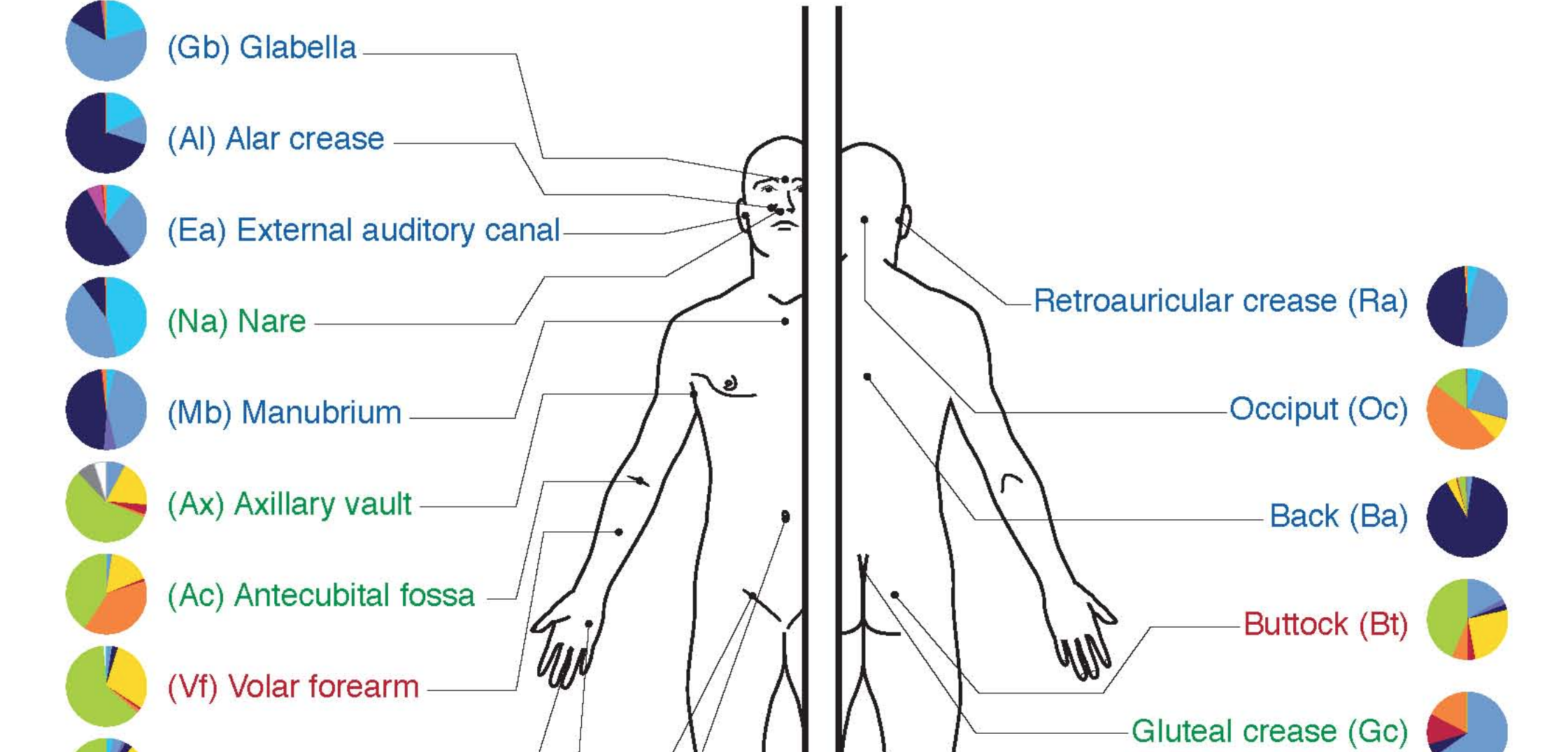 Researchers draw connections between microbiome and human traits from ...