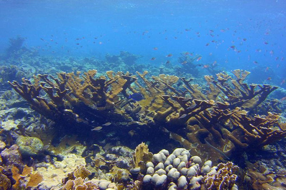 Corals Pass Mutations Acquired During Their Lifetimes to Offspring ...