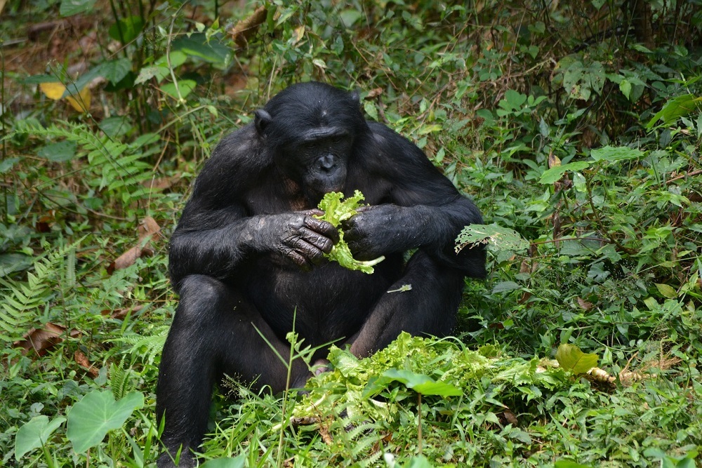 Study published in BMC Zoology looks at relationship between bonobo ...