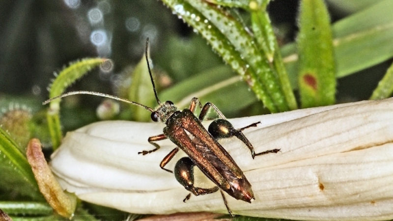 Miami University researchers shed light on insect-wing evolution debate ...