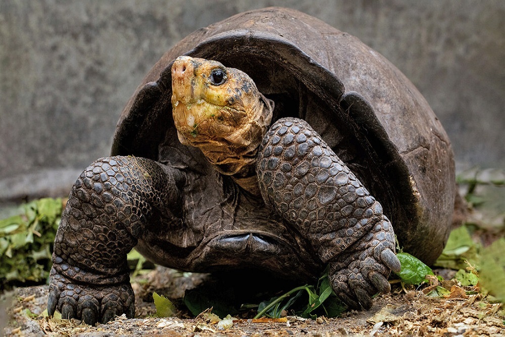 Discovery of Lonely Tortoise Doubles Known Members of Galapagos Species ...