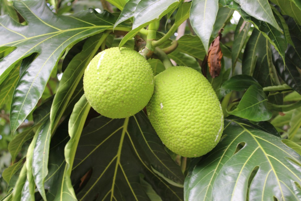 Climate-Resilient Breadfruit Might Be the Food of the Future | Current ...