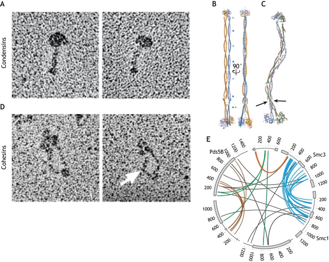 Research review urges further study of condensins and cohesins - nature ...