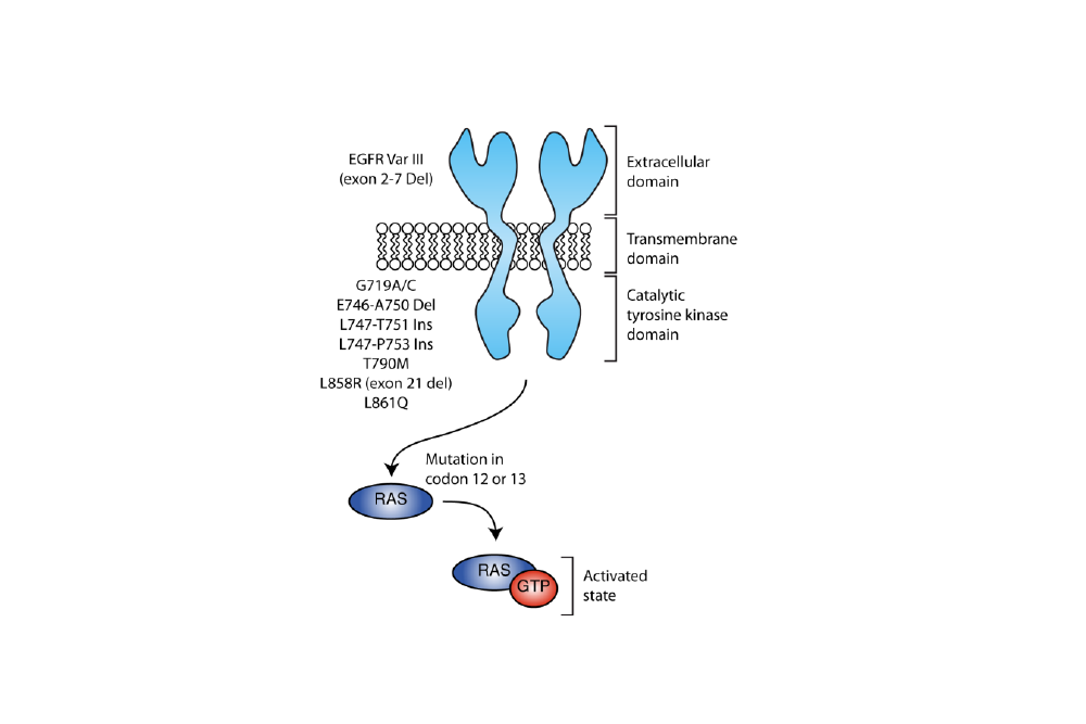 HUYABIO Announces FDA Clearance to Initiate a Phase 1 Trial of SHP2 ...