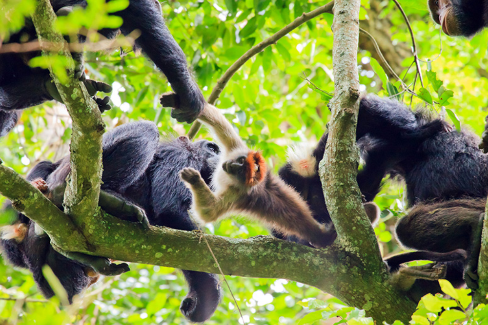Communication Makes Hunting Easier for Chimpanzees | Current Science Daily