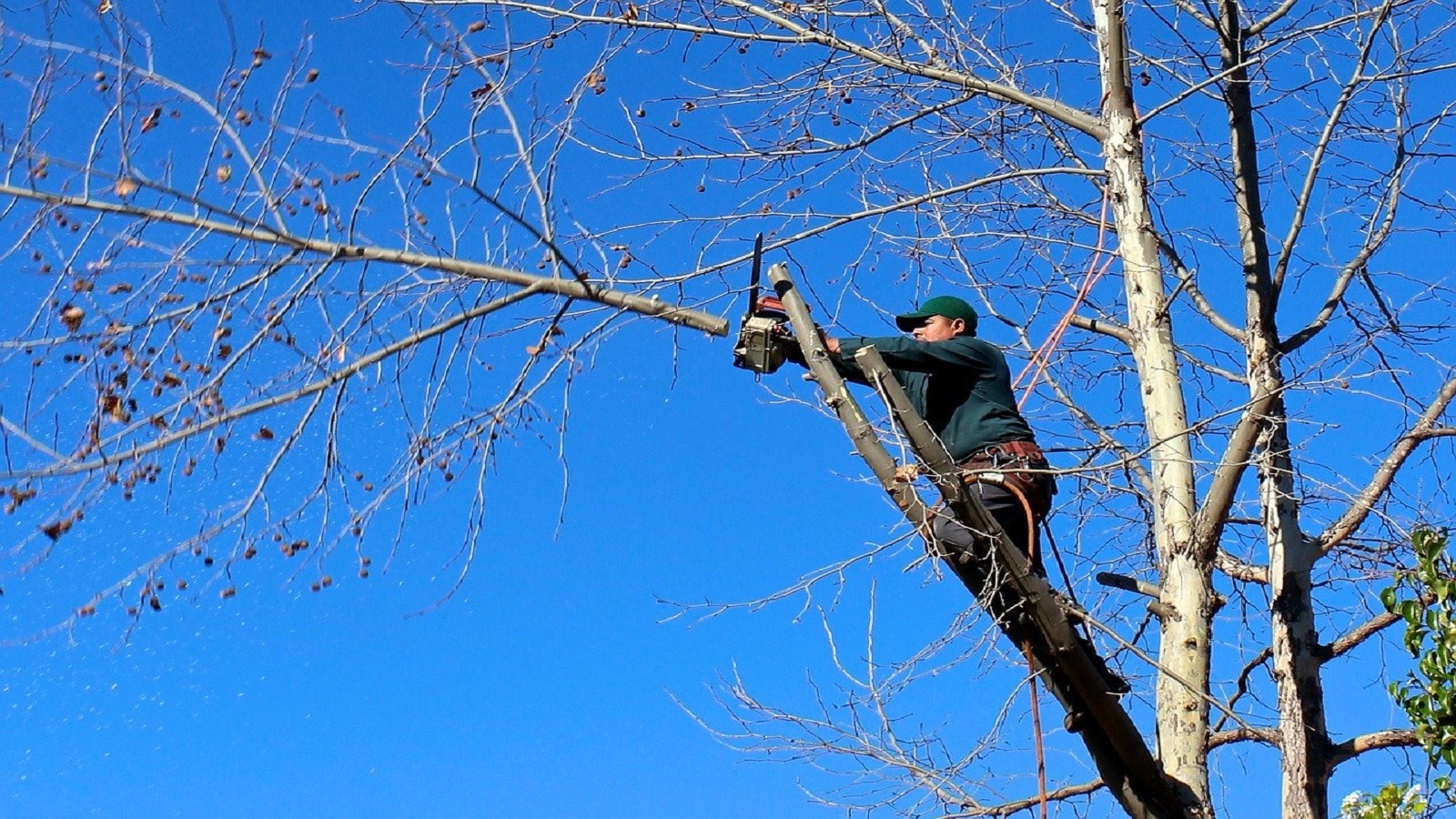 Tree trimmer alleges falling limb caused injuries | Madison - St. Clair ...