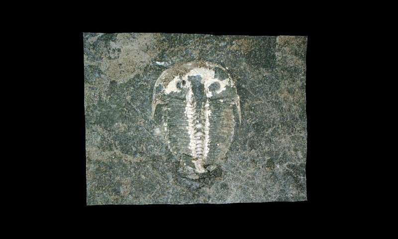 A fossilized 429 million-year-old trilobite provides insight into ...
