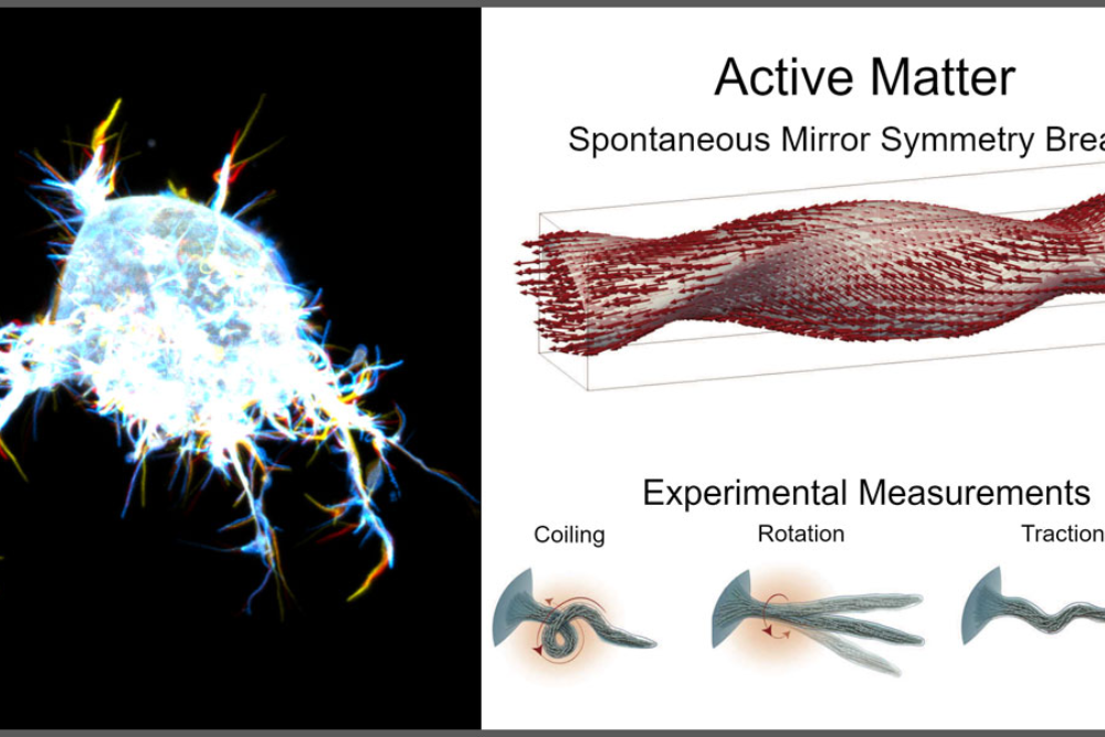 Octopus-Like Tentacles Help Cancer Cells Invade the Body | Current ...