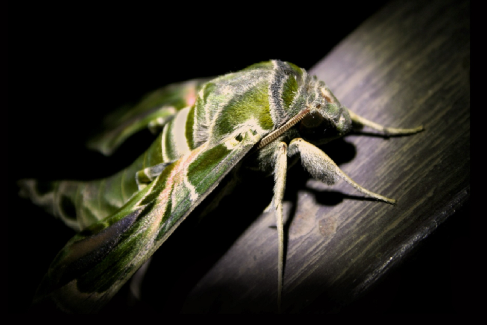 Moths Enlist Additional Troops in an Evolutionary Arms Race | Current ...