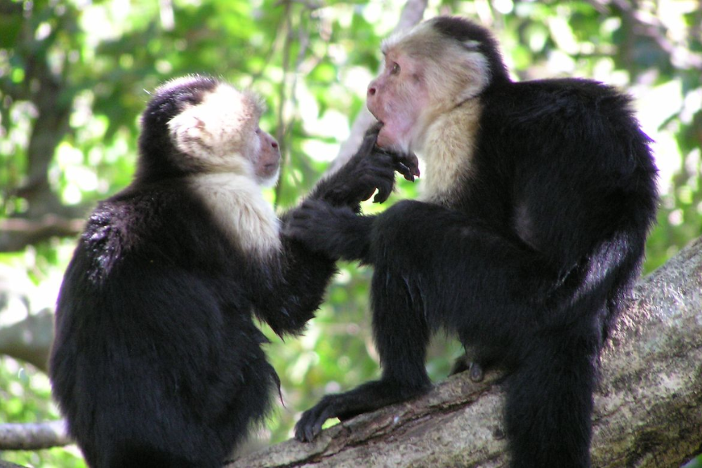 Female Monkeys with Female Friends Live Longer | Current Science Daily