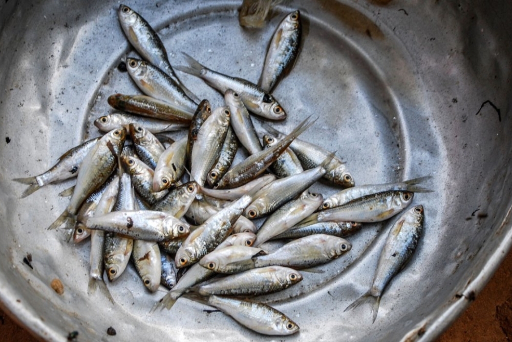 Small Fish Could Play Big Role In Fight Against Malnutrition | Current ...