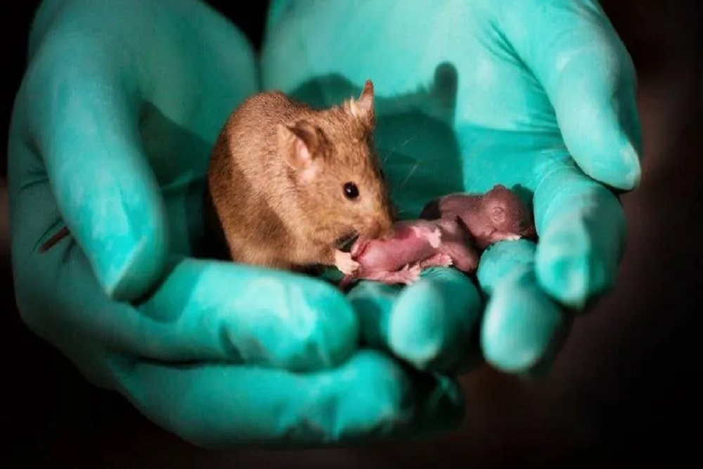 In Animal Studies Maternal Sleep Apnea Risks constellation Of in-animal-studies-maternal-sleep-apnea-risks-constellation-of