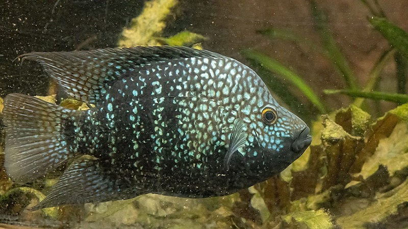 Jaws of cichlids in Africa helping to rethink evolution's fundamentals ...