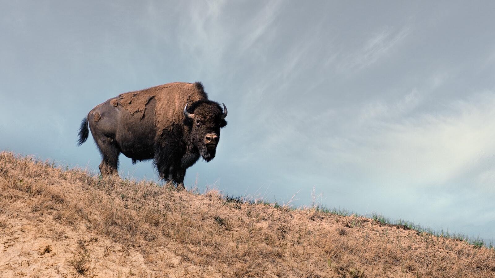 Call of the bison hunter | Kinute