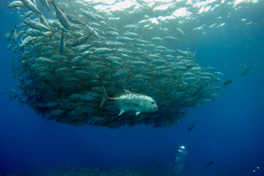 Global Fish Stocks Can’t Rebuild If Nothing Done to Halt Climate Change ...