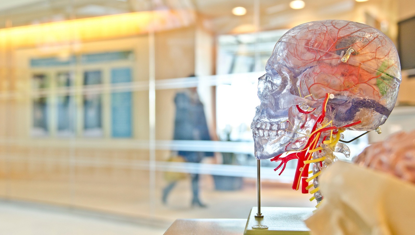 Florida psychology professor views cognition as more than the brain ...