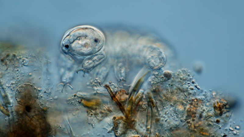 Tardigrades, or water bears, walk in a similar fashion to insects ...