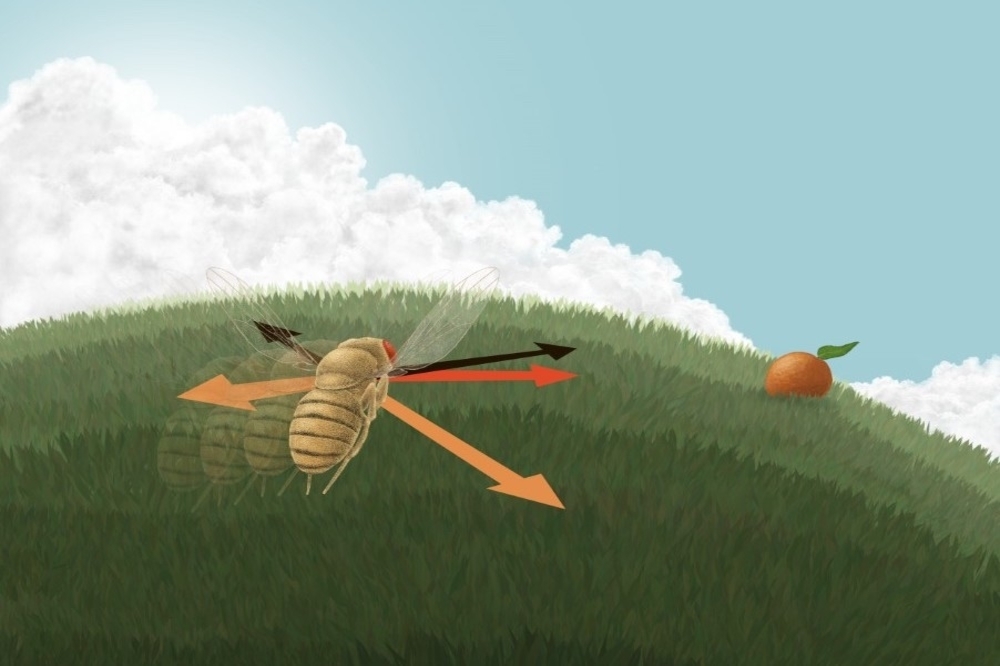 How a fly's brain calculates its position in space | Current Science Daily