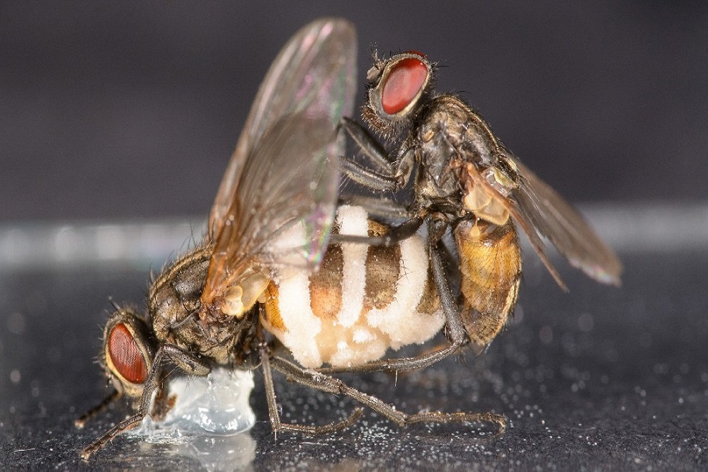 Zombie Fly Fungus Lures Healthy Male Flies to Mate with Female Corpses ...