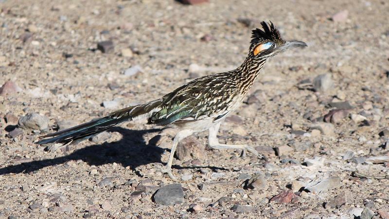 Audobon Southwest on flourishing roadrunners: 'We're actually seeing ...