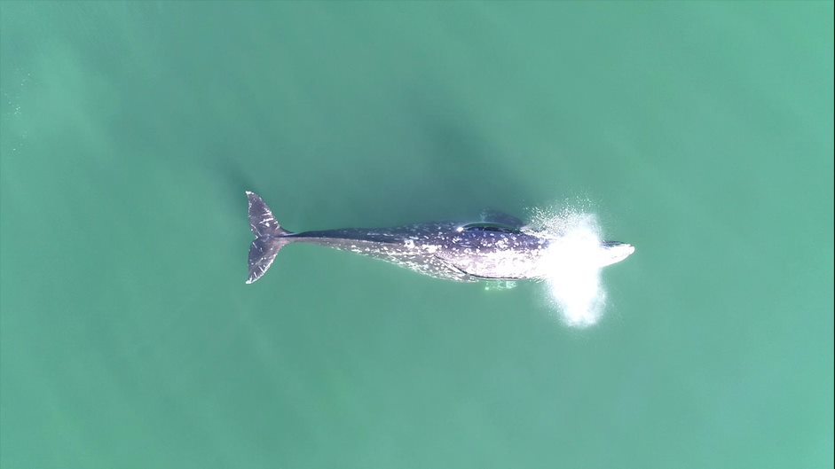 Oregon State study finds new way to monitor whales' hormone health ...