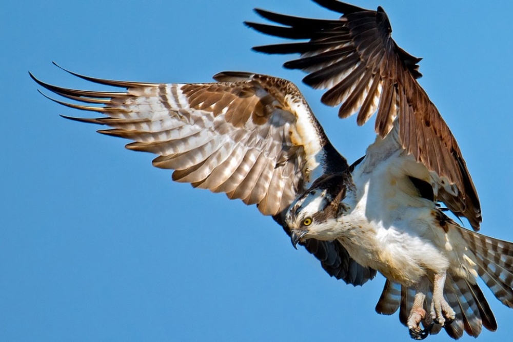 ‘Birdflow’ Model Could Reveal Mysteries Of Bird Migration | Current ...