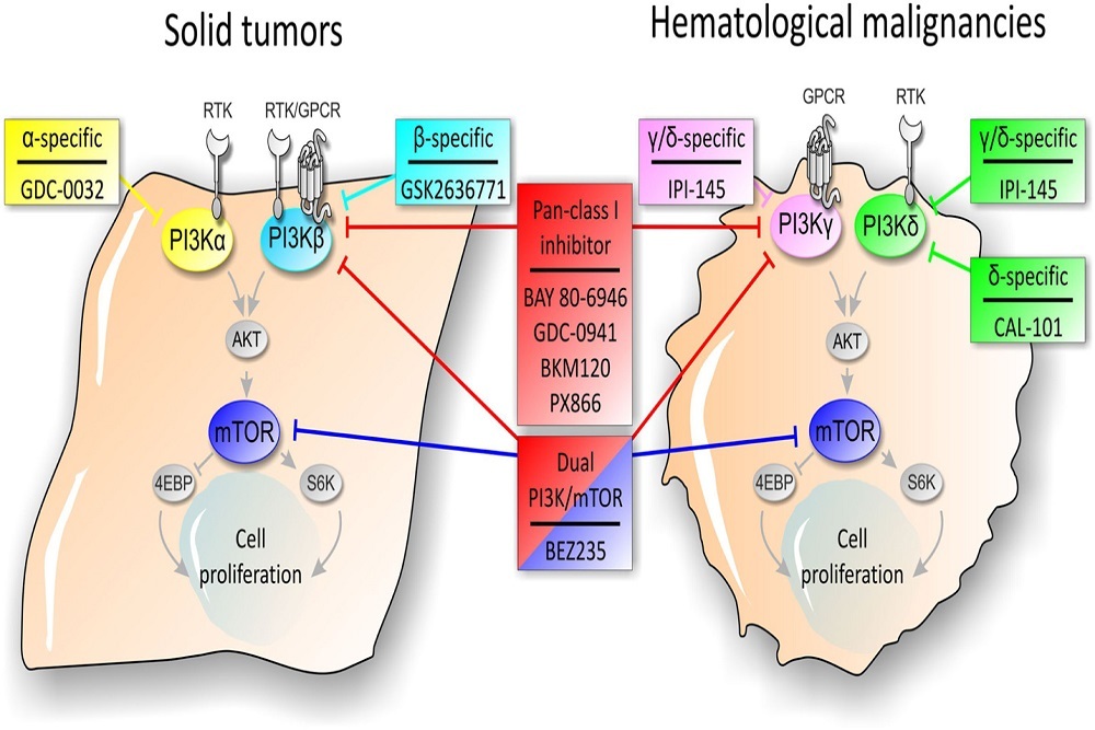 U.S. FOOD AND DRUG ADMINISTRATION: FDA approves first PI3K inhibitor ...