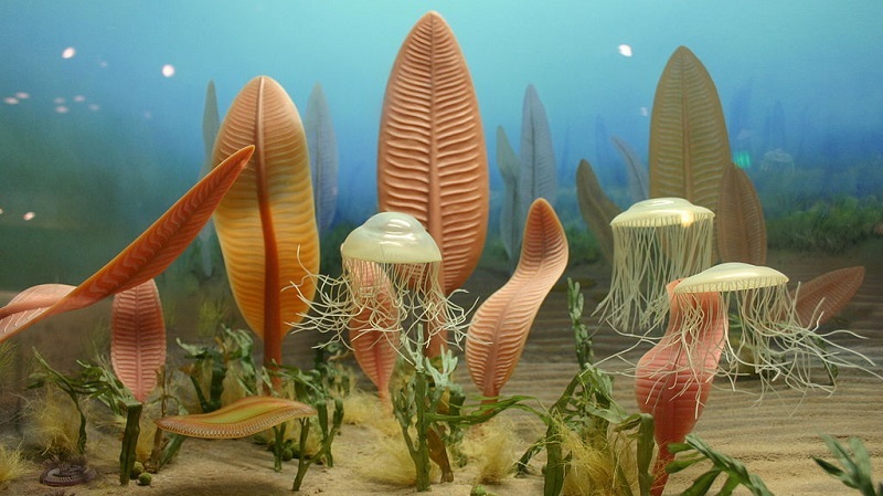 547 million year-old fossils show Cambrian animals had roots in earlier ...
