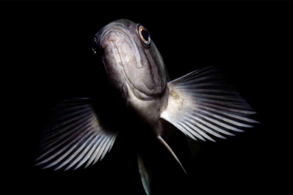 Study Reveals Biodiversity Engine for Fishes: Shifting Water Depth ...