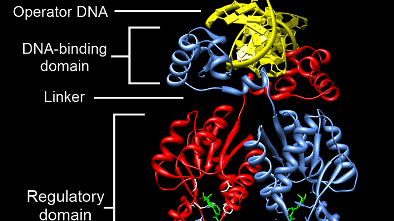 Harvard team uses deep representation learning to study gene repression ...