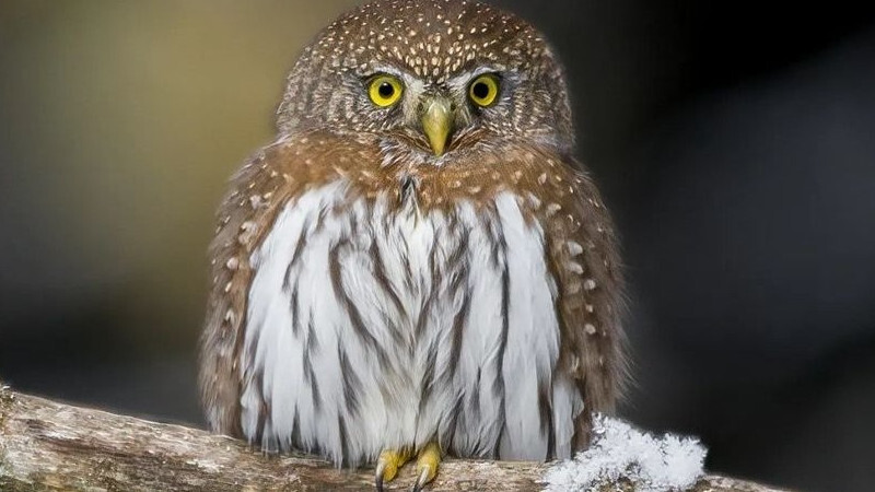 North American Owls | Kinute
