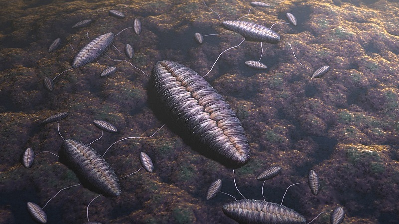 Pre-Cambrian species shared many characteristics with organisms living ...