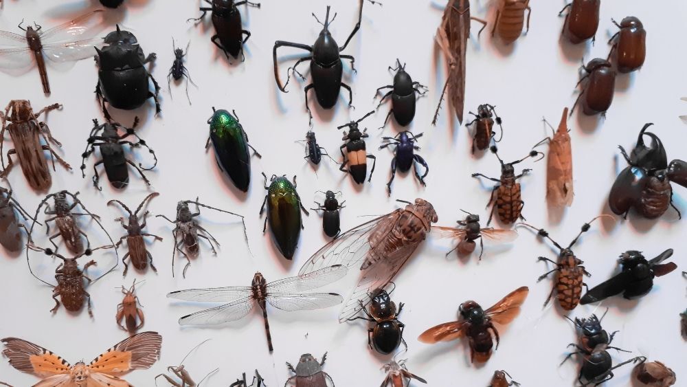 ‘Host’ insects control bacterial populations | Current Science Daily