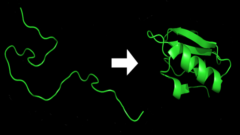 New study suggests 2 key protein-folding domains evolved separately ...