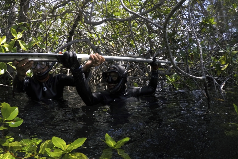 Scientists Dig into Sediments for Clues on Carbon Storage | Current ...