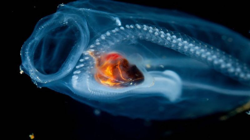 Cal-San Diego study: Jellyfish-like creature linked to ocean carbon ...