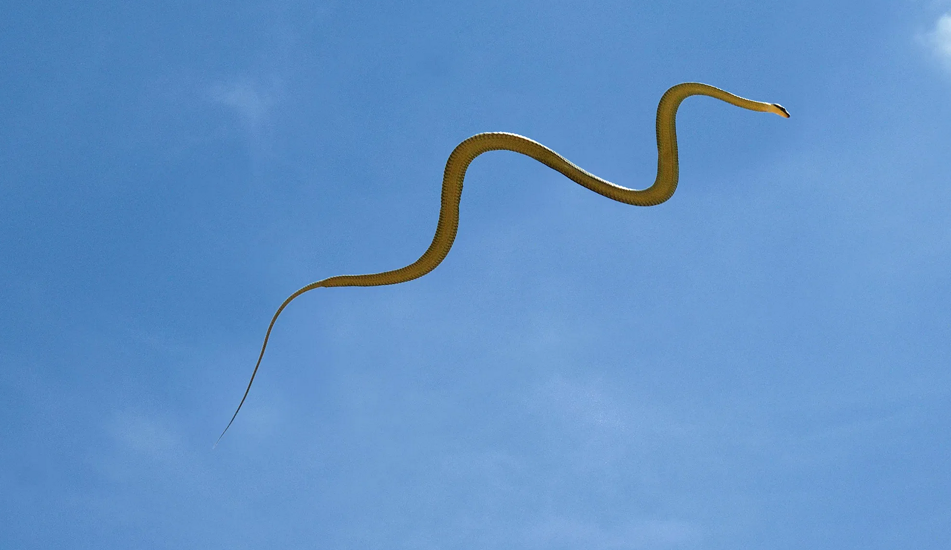 Researchers discover why flying snakes undulate while moving through ...