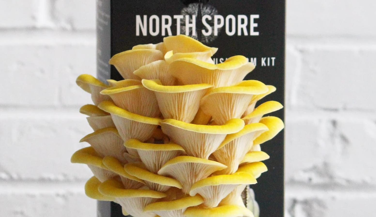 Cultivating knowledge with North Spore Mushrooms | Kinute