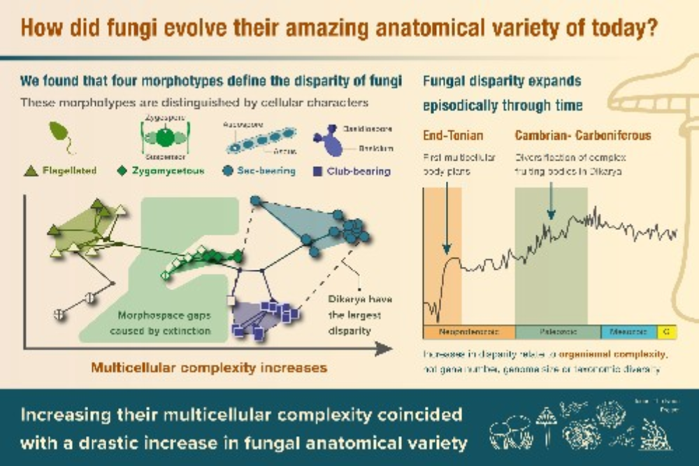 Weird and Wonderful World of Fungi Shaped by Evolutionary Bursts, Study ...