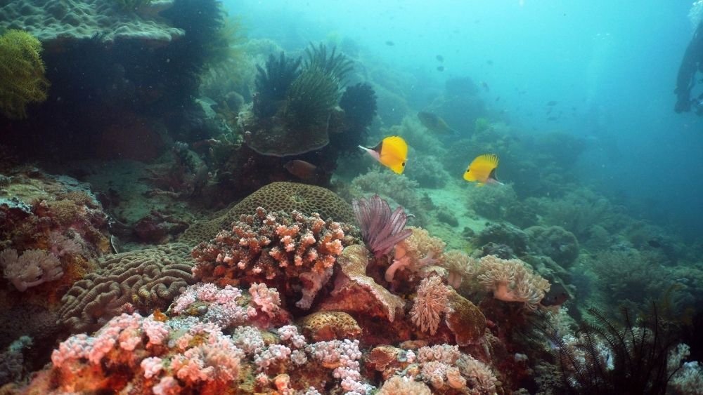 Biodiversity, fisheries conservation benefitted by connected coral ...