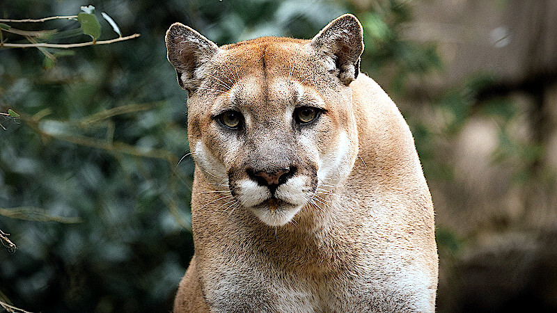 Khator on passing of UH live mascot: 'The legacy lives on' | Houston Daily
