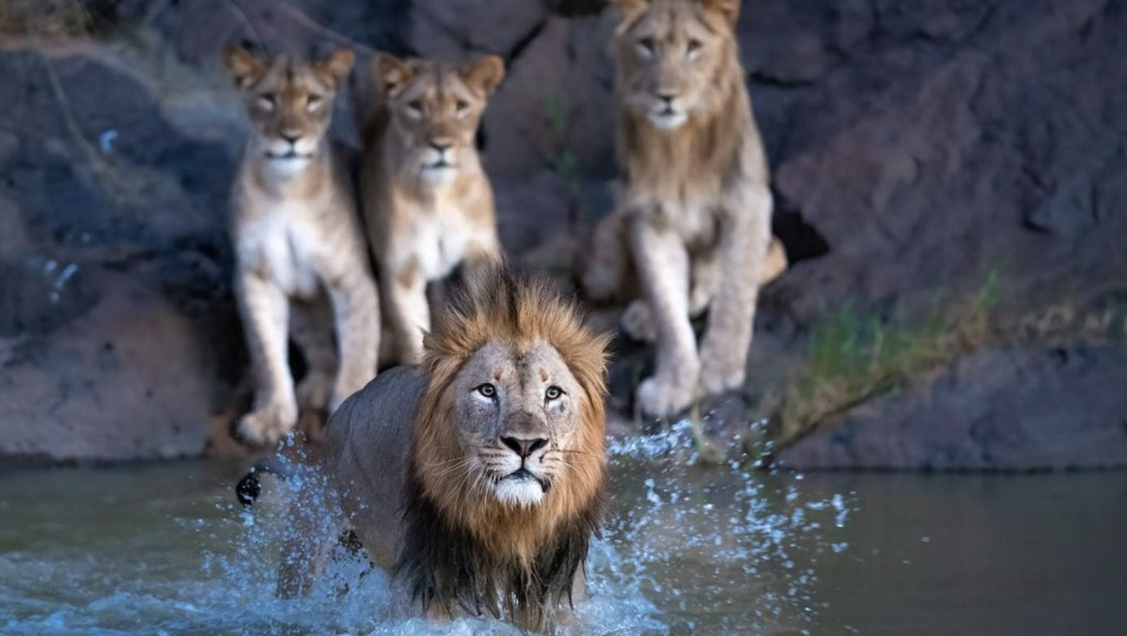 Lions, Tigers, Bears | Kinute