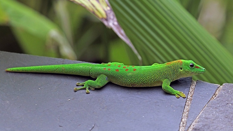 University of Bristol team shows squamates expanded up to 74 million ...