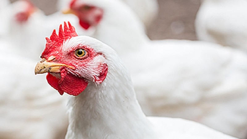 USDA to host Antimicrobial Resistance Workshop: to 'develop a new AMR ...