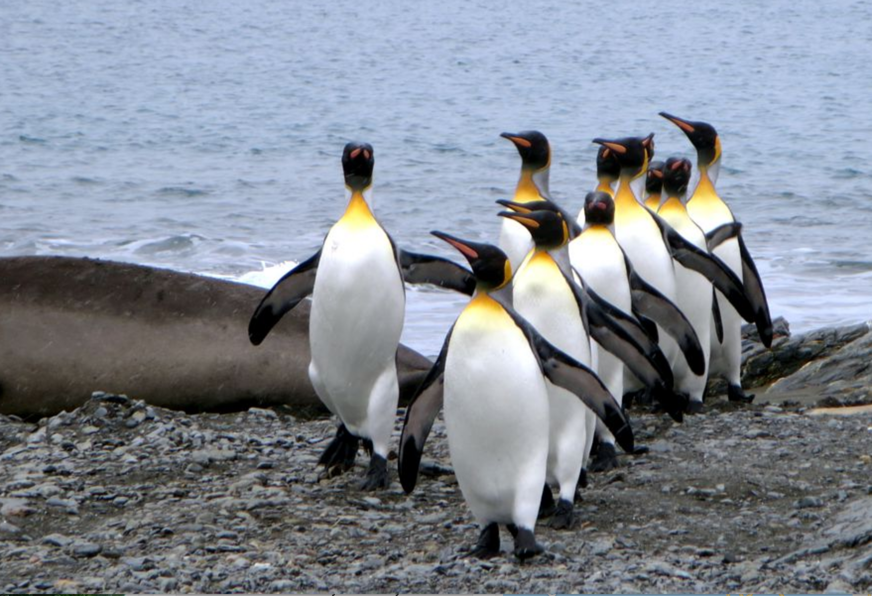 Study penguins and the stars during your time at home | Current Science ...